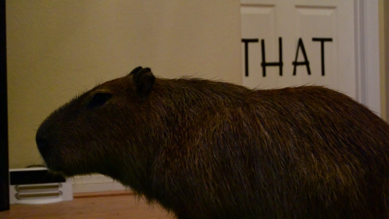 Calls of the capybara - YouTube