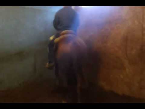 Zelda won't let me pee alone !! (Wild mustang)