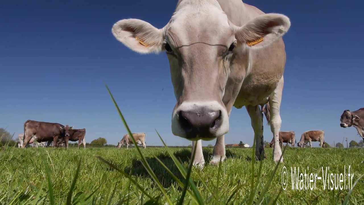 Vaches laitières Brune des Alpes en pâture sur prairie temporaire - YouTube
