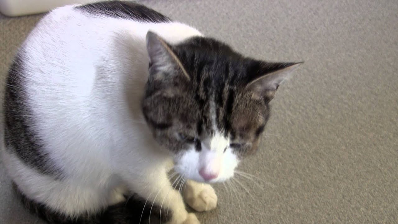 Cute Cat Sneezing Slow Motion Video - YouTube