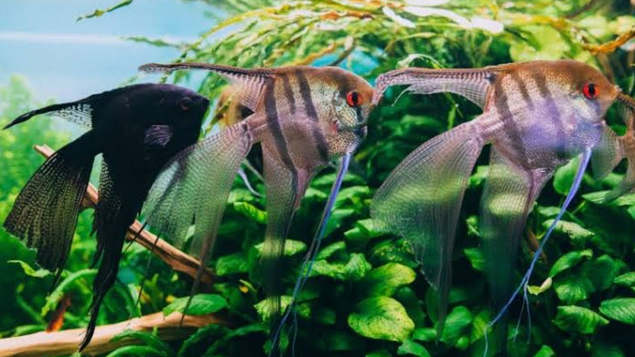 10 Jenis ikan manfish slayer - YouTube