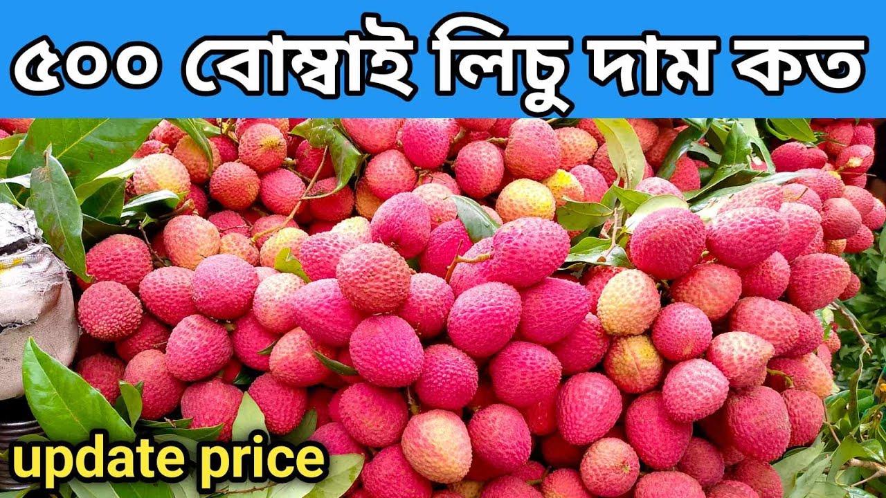 দিনাজপুরের বর্তমান লিচুর দাম || dinajpur lichur update price 2024 ...