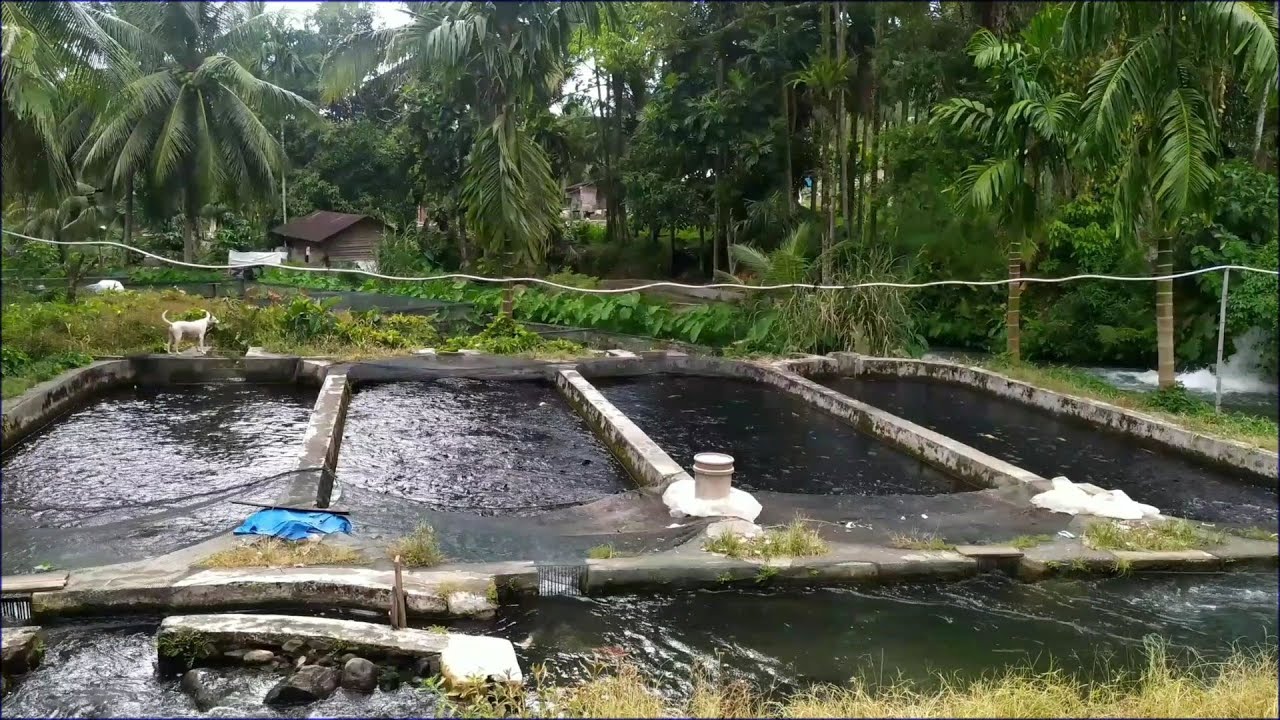 DESAIN KOLAM AIR DERAS OVAL || IKAN NYA SEHAT DAN LINCAH..!! - YouTube