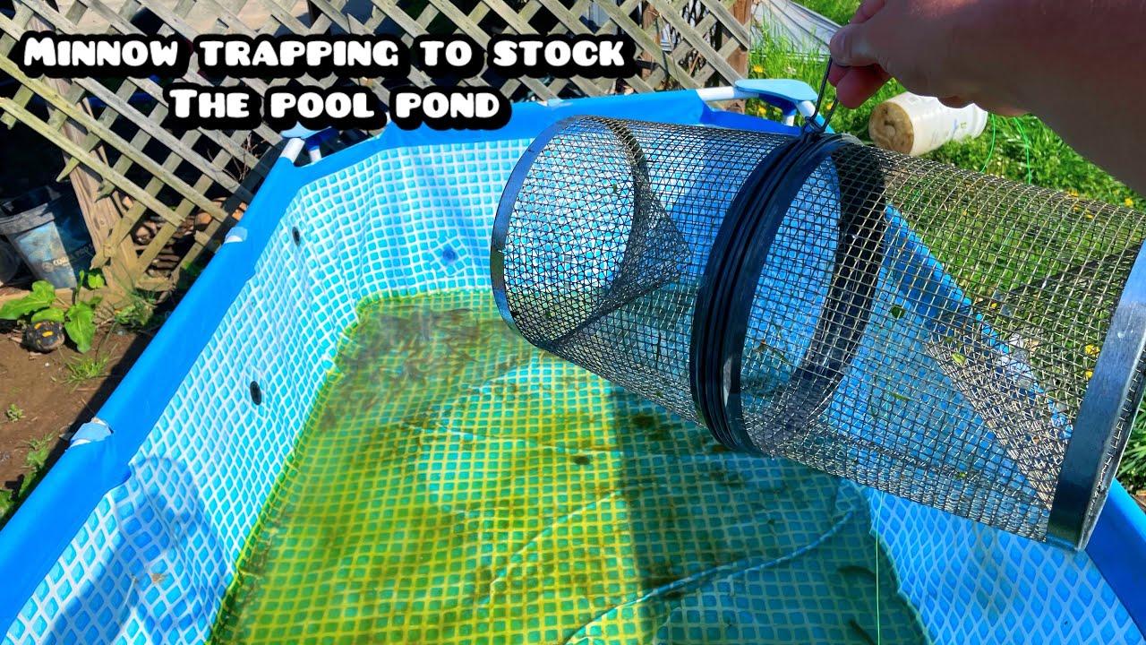 Minnow trapping to stock the pool pond - YouTube