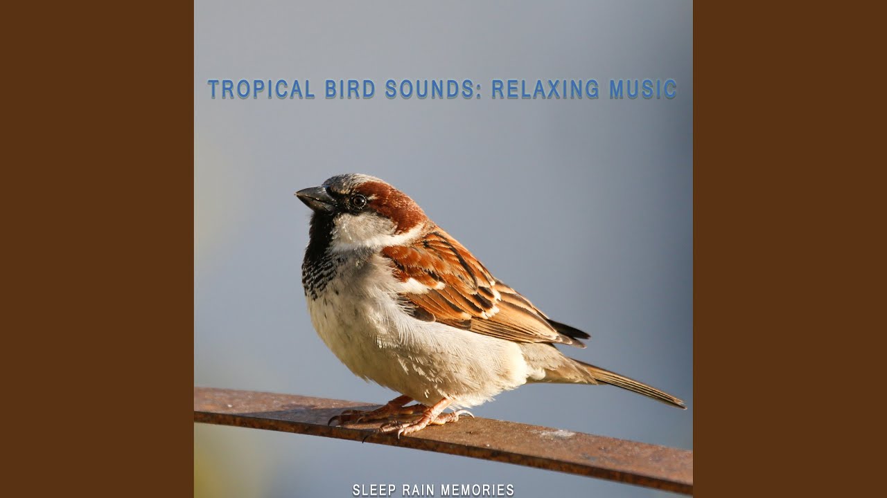 Early Morning Songbirds - YouTube