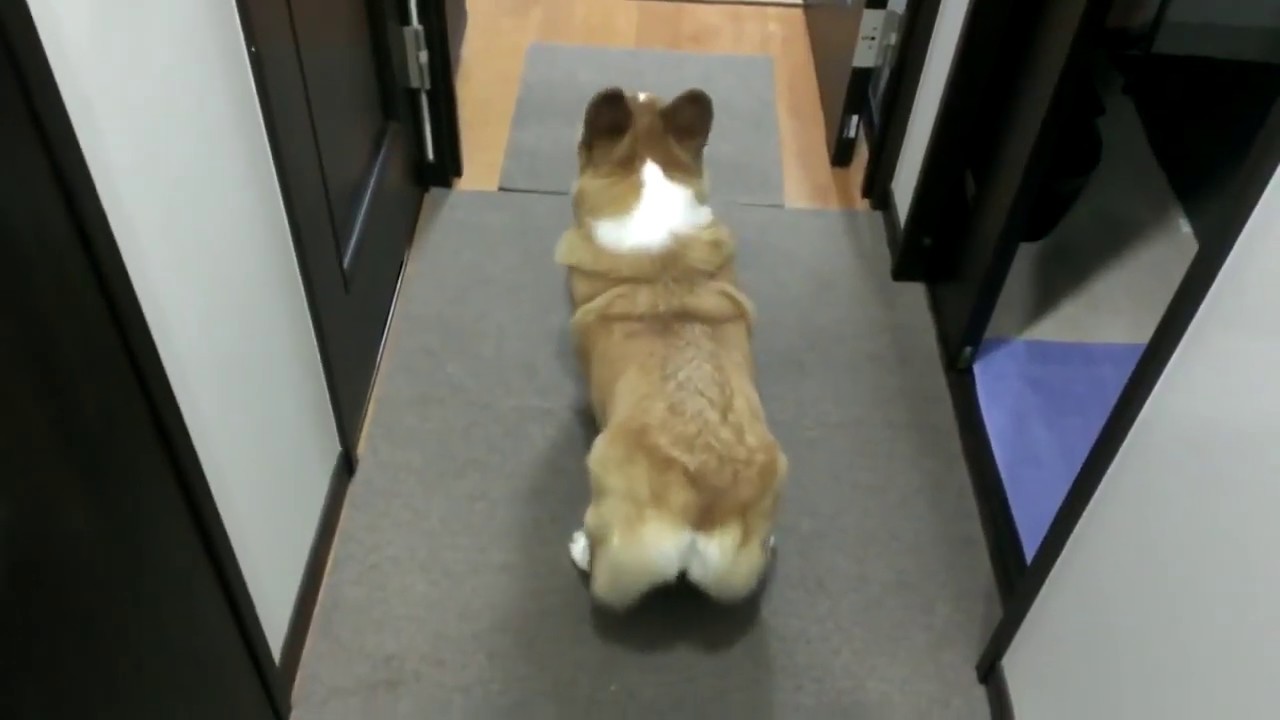 Bubble Butt - Corgi Version - YouTube