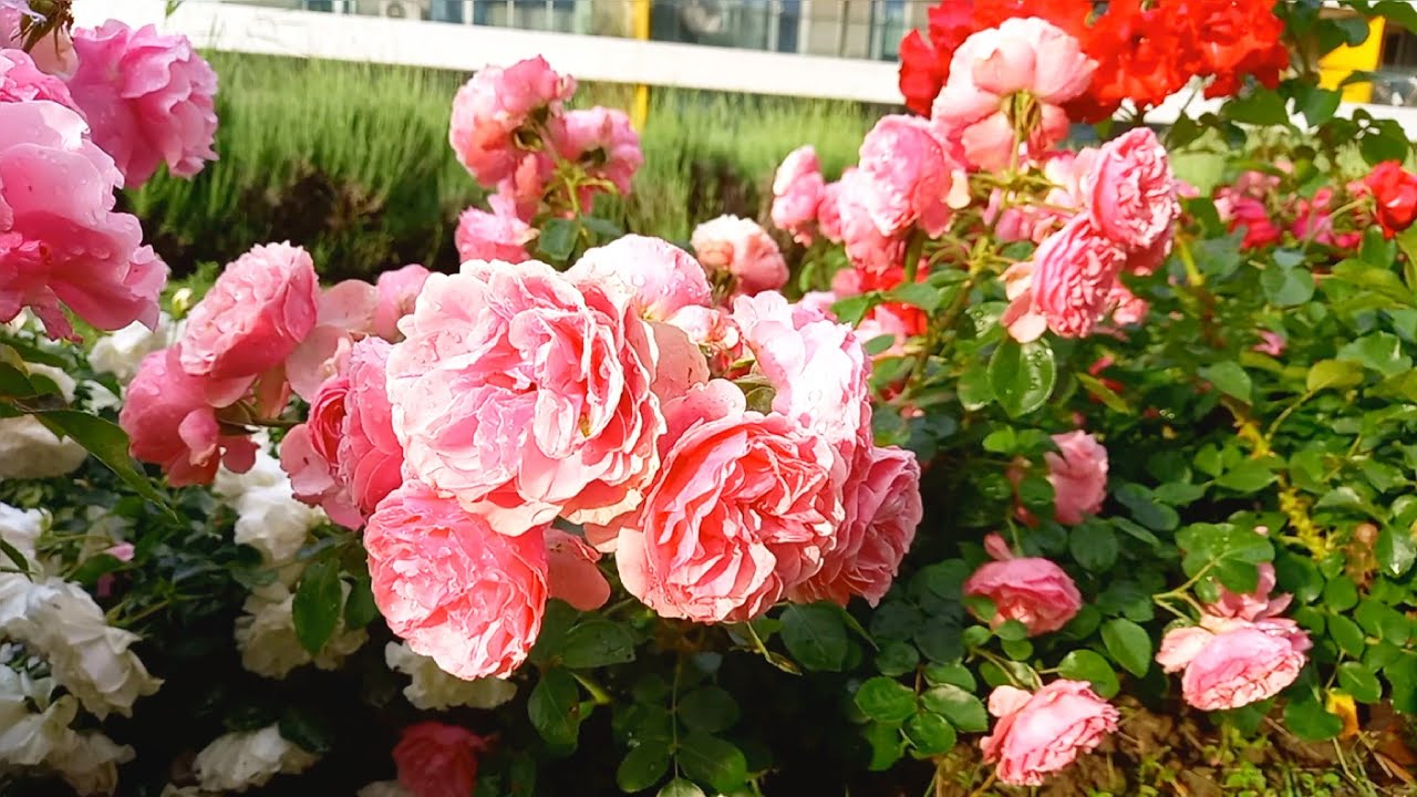 Wonderful Rose garden relaxing Time - YouTube