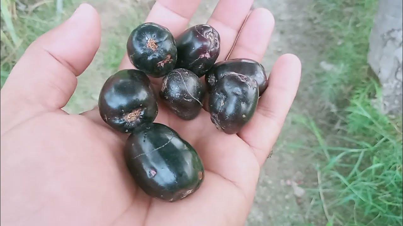 How To Grow Jamun Tree | Jamun Tree Fruit update Best time to grow ...