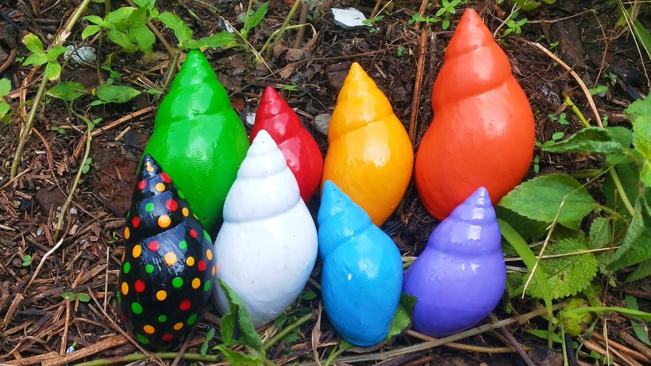 SIPUT PELANGI 🌈, SIPUT WARNA WARNI, SIPUT DISKO, SIPUT ALBINO, SIPUT ...