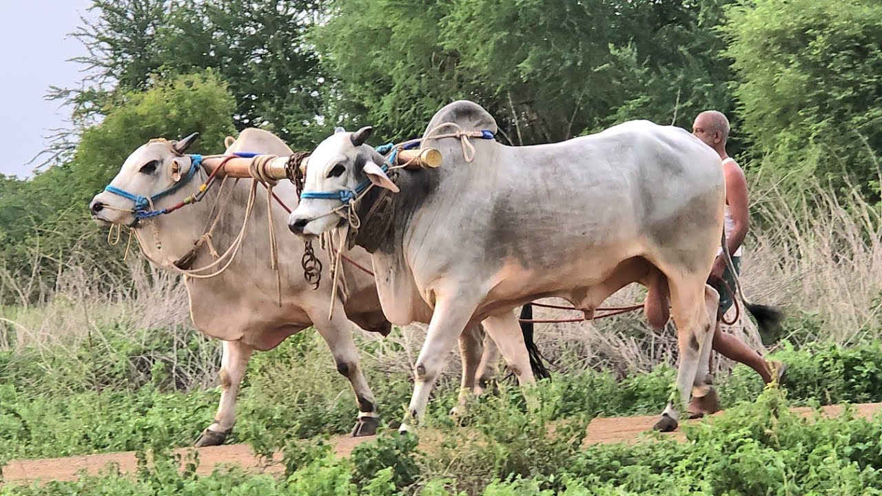 TSR Infra Thota Srinivasarao gari Bheemudu Chatrapati bulls koppuravuru ...