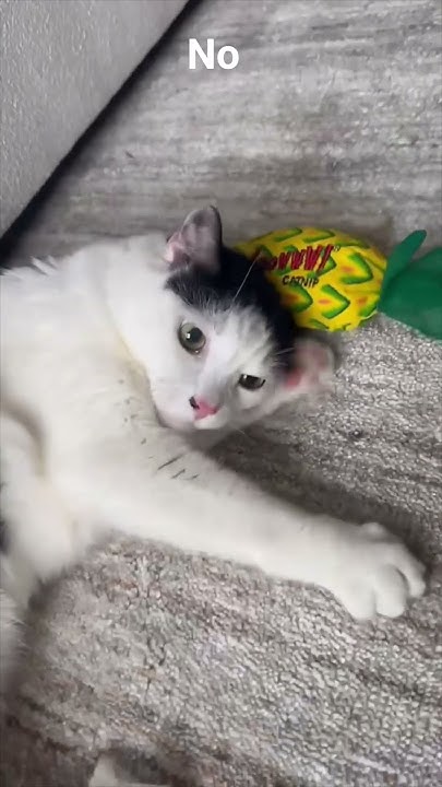 Cat playing with catnip part one - YouTube