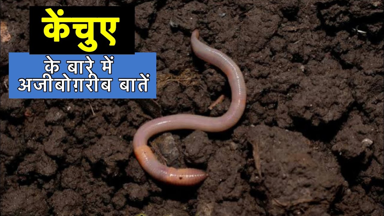 22 Interesting Facts About Earthworm In 22-interesting-facts-about-earthworm-in