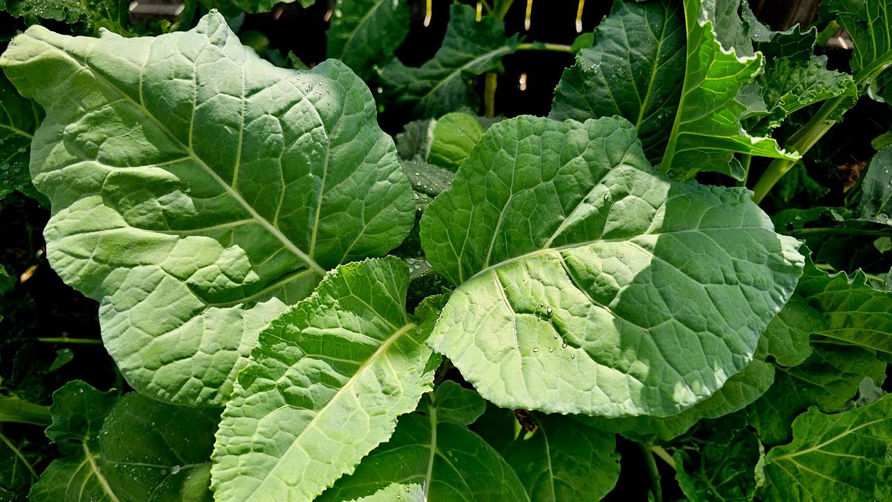 Watering the garden and planting Covo shoots - YouTube