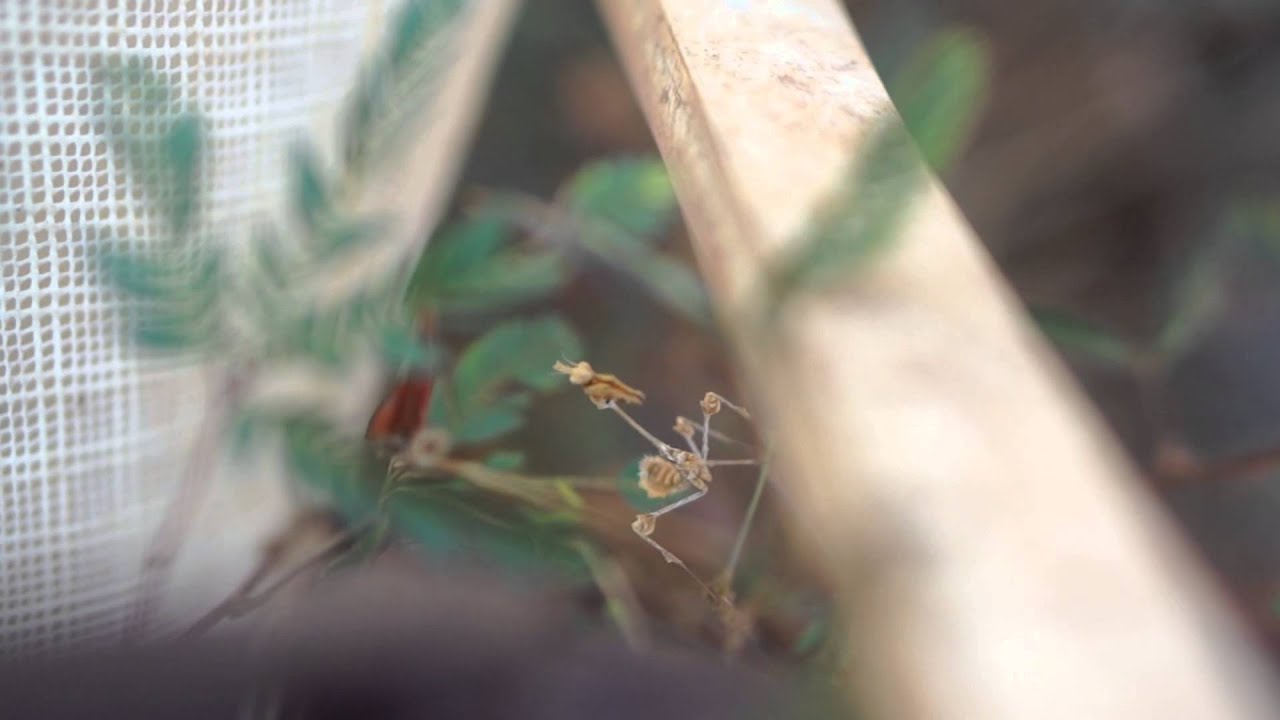 Weird Bug in Goa India: WTF Is This Thing? - YouTube