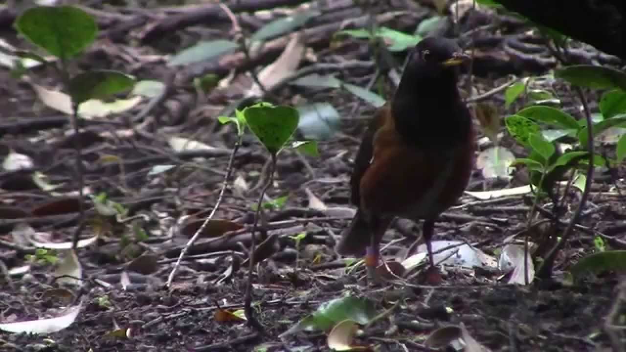 Izu Islands Thrush （アカコッコ） - YouTube