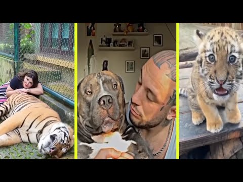 Tiger in house, Loyal dog, Tiger cubs with dog....| Animals story ...