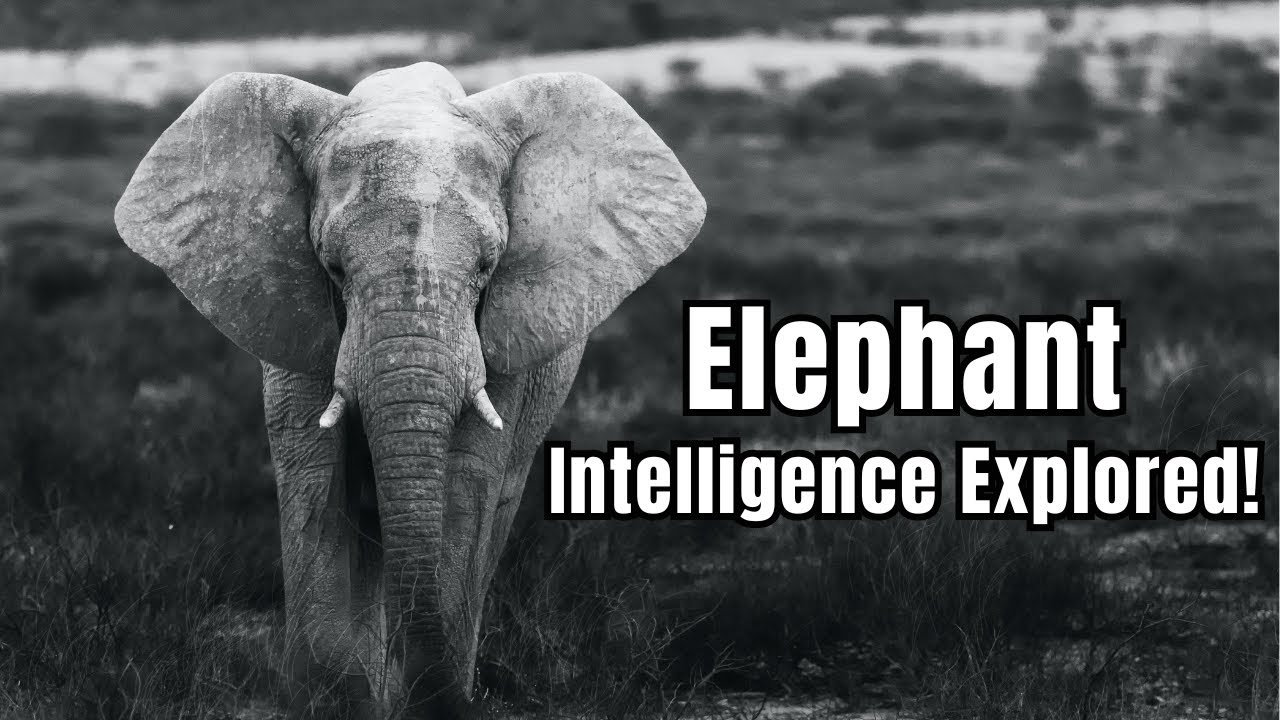 The Genius of Giants: Unraveling Elephant Intelligence! - YouTube