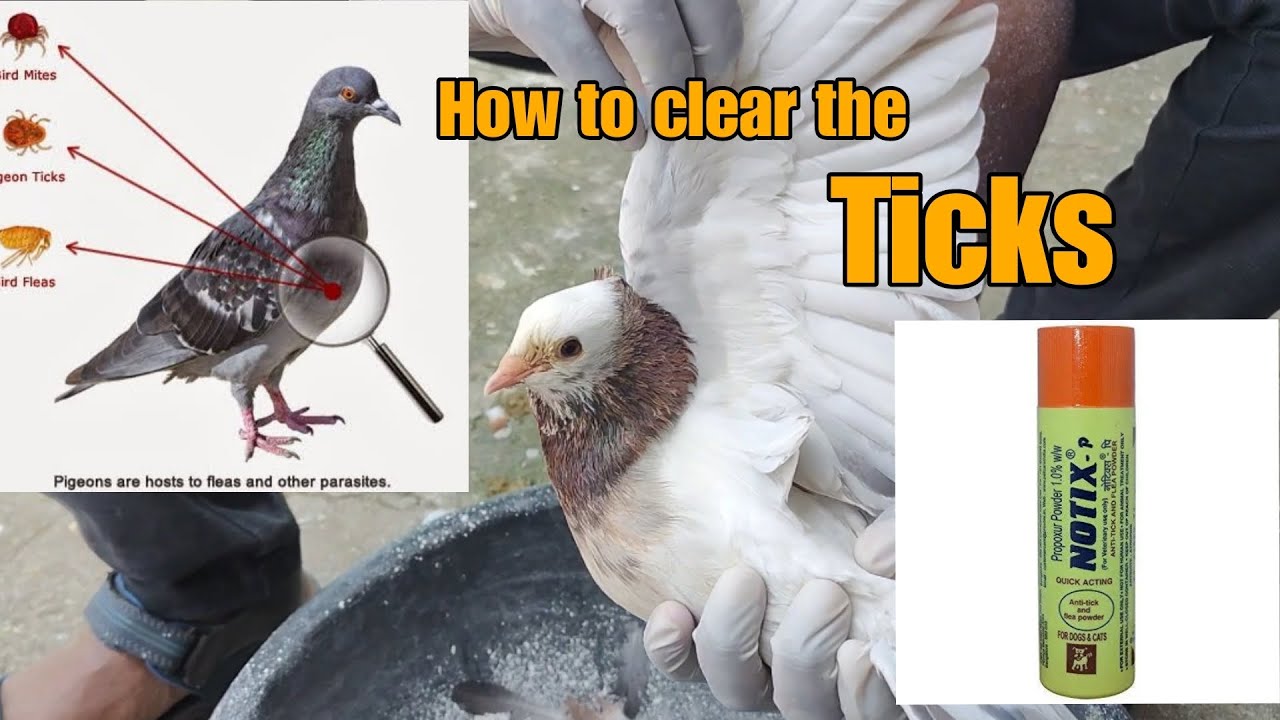 How to clear the pigeon Ticks ?... #pigeon #tips - YouTube