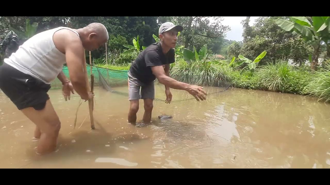 Cara Buat Jebakan Ikan - YouTube