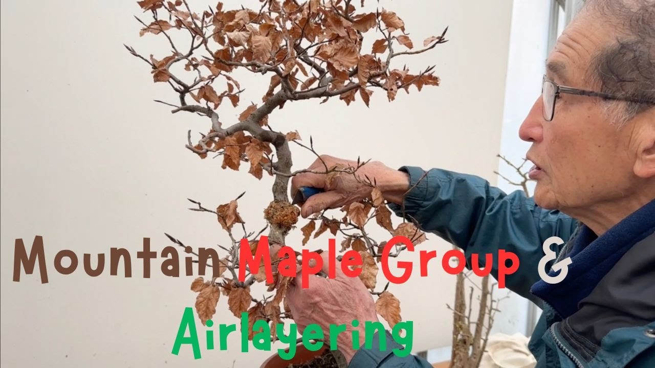 Mountain Maple Group & Airlayering - YouTube