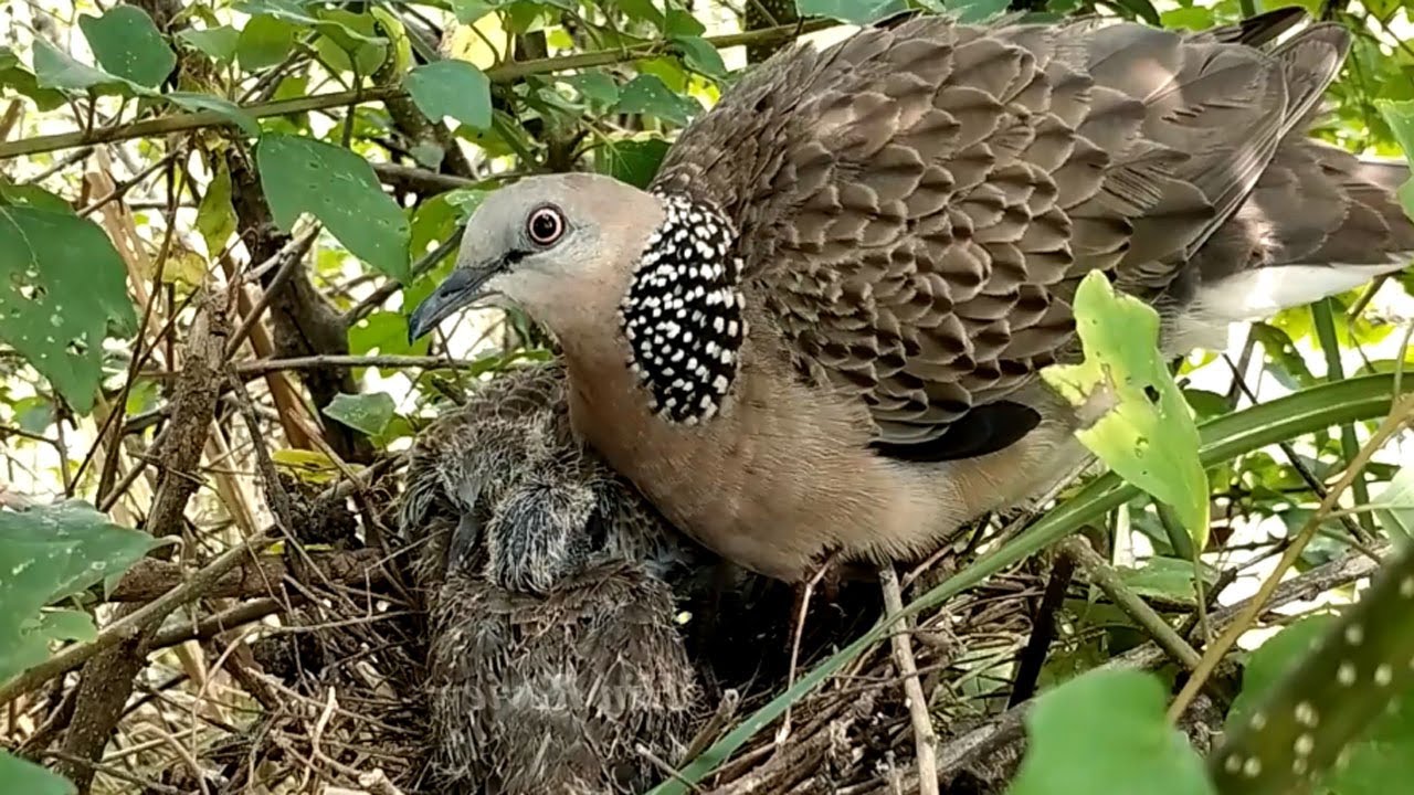 Adorable Moment: Parent Bird Feeds Chicks | Border Birds - YouTube