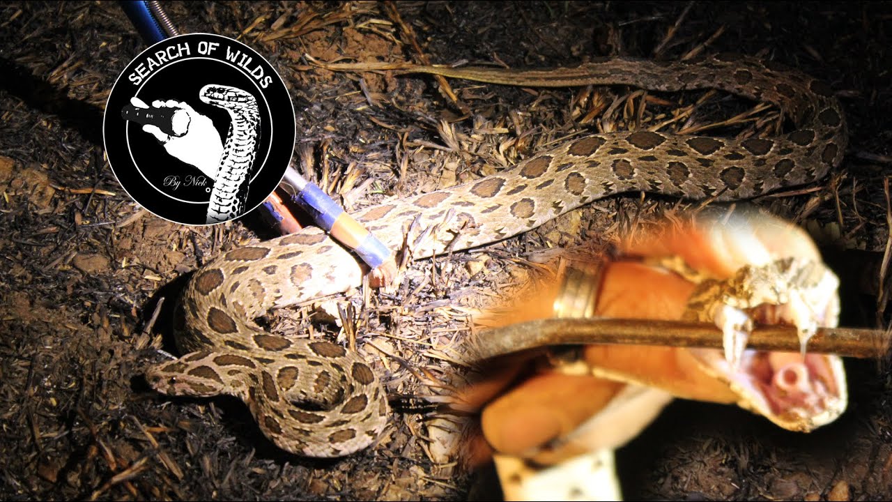 Search of wild by Nick 11 งูแมวเซา(Russel Viper,Snake) - YouTube
