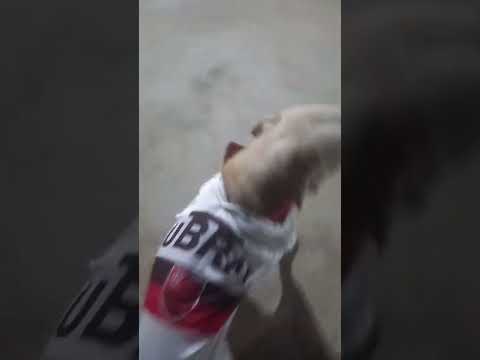 aqui em casa até o cachorro é flamenguista.