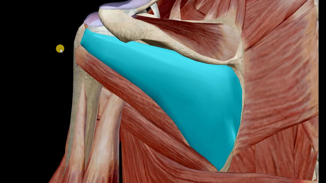 Infraspinatus 3D muscle explained - YouTube