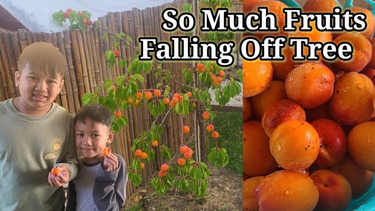 So Much Fruits Falling Off Tree #Apricot #Fruits - YouTube