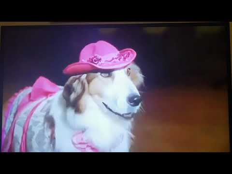 Pup Star Tiny and Emily Rose Broken hearted