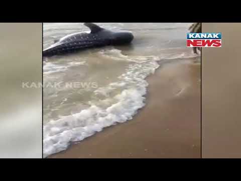 Gopalpur: A Huge Whale (timi fish) Has Been Caught In The Fishing Nets ...