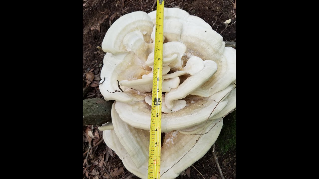 Week 1 Berkeley's Polypore, Bondarzewia berkeleyi - YouTube