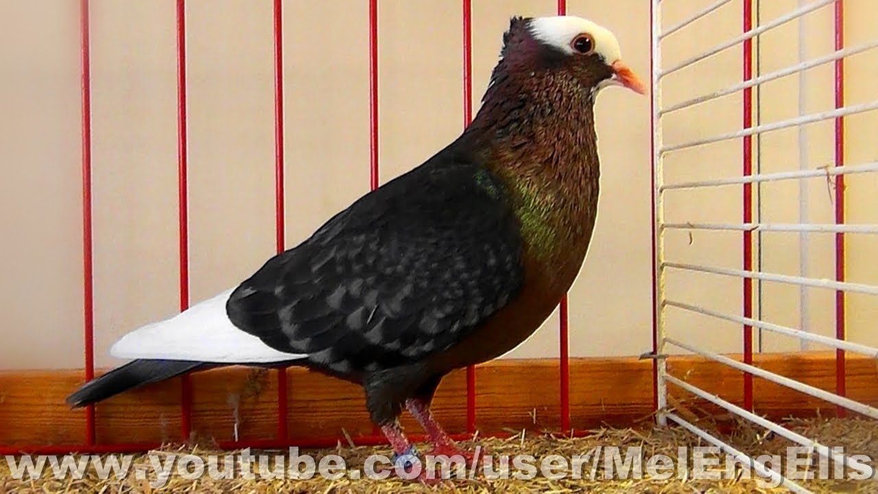 Pigeons Bouvreuils "Allemands" - Gimpel ( Archangel ) Pigeon ...