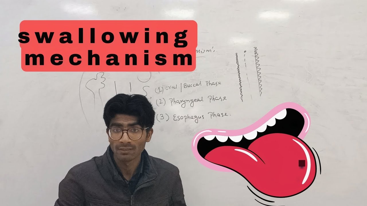 swallowing mechanism | three phases, oral ,pharyngeal and esophagus ...