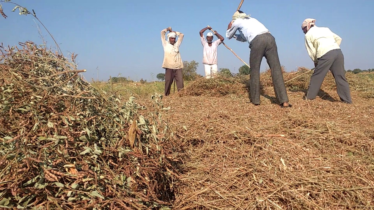 FARMER'S USING TRADITIONAL WAY FOR TOOR CROP THRESH (ARHAR CROP) । तूर ...