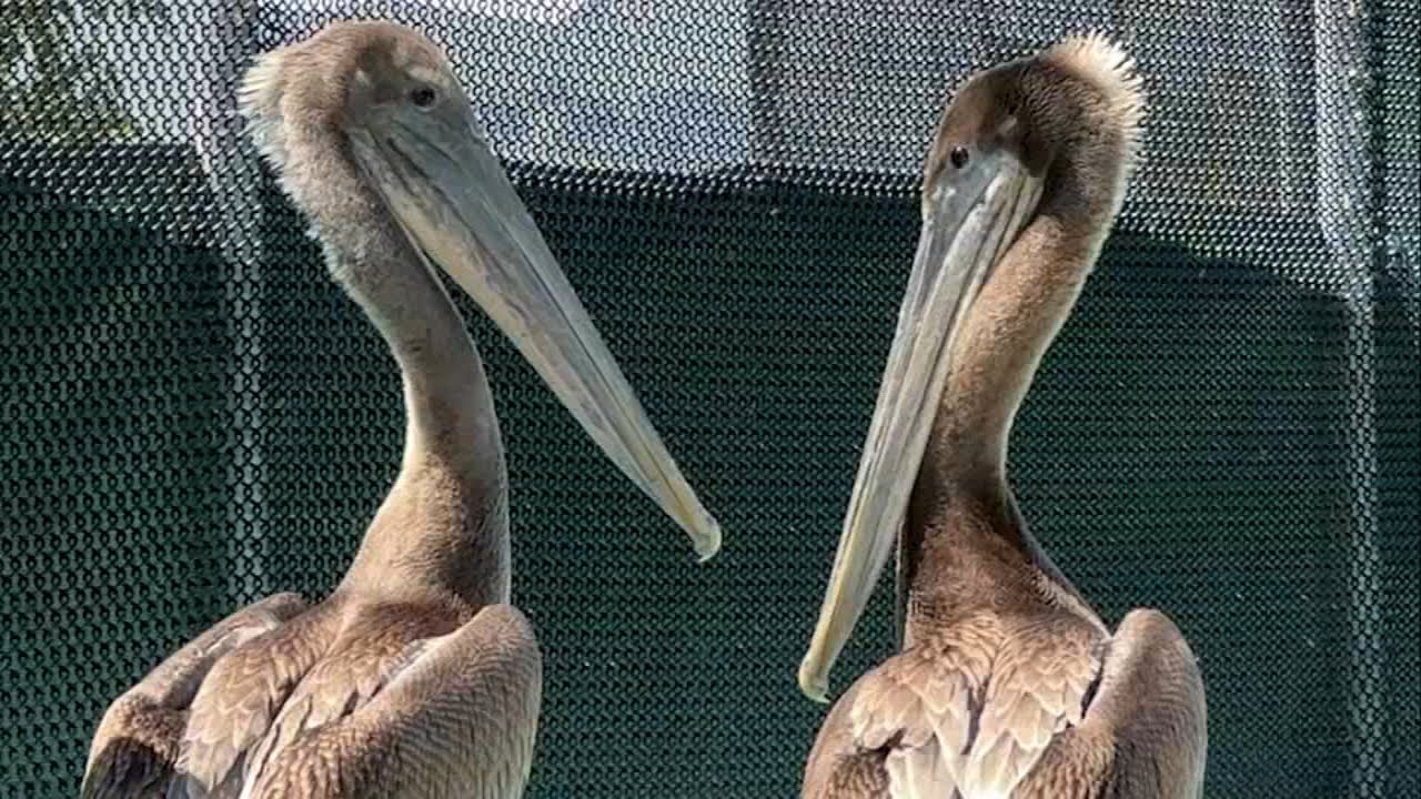 Starving brown pelicans turning up in strange places around Bay Area ...