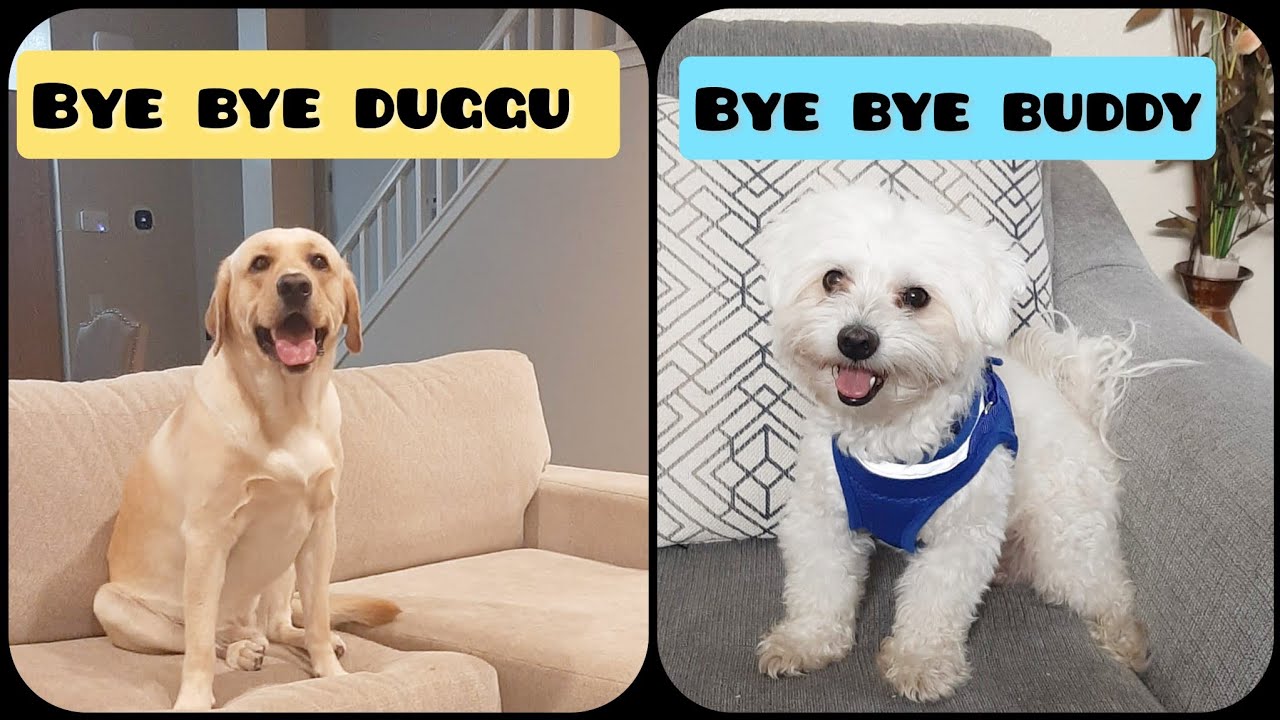 Duggu Is Meeting Buddy For The Last Time | Furry Friend | Gonna Miss ...