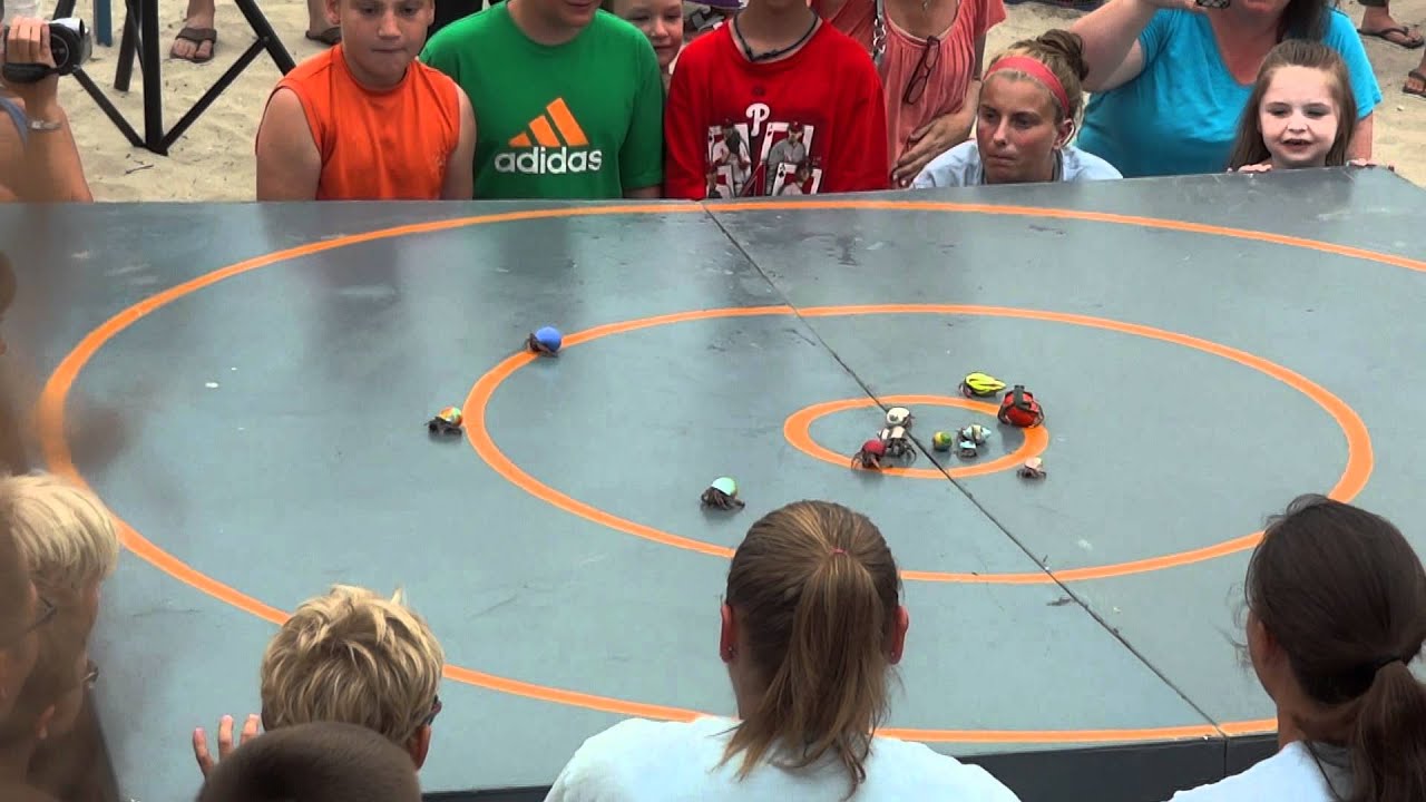 2011 hermit crab races heat #7 - YouTube