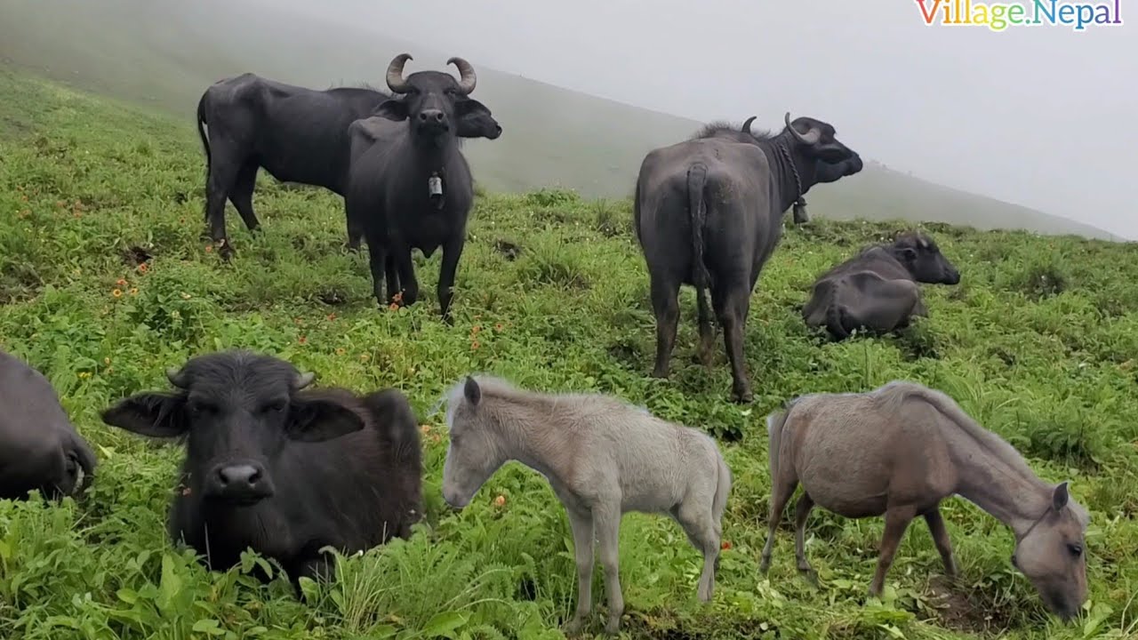 Best Is A Himalayan village || Rainday mountain village | Buffalo Horse ...