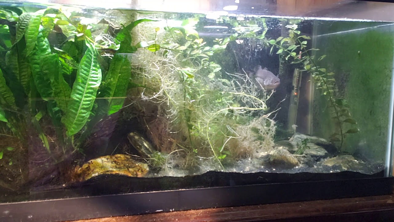 Purple Spotted Gudgeon Has A Bite To Eat - YouTube