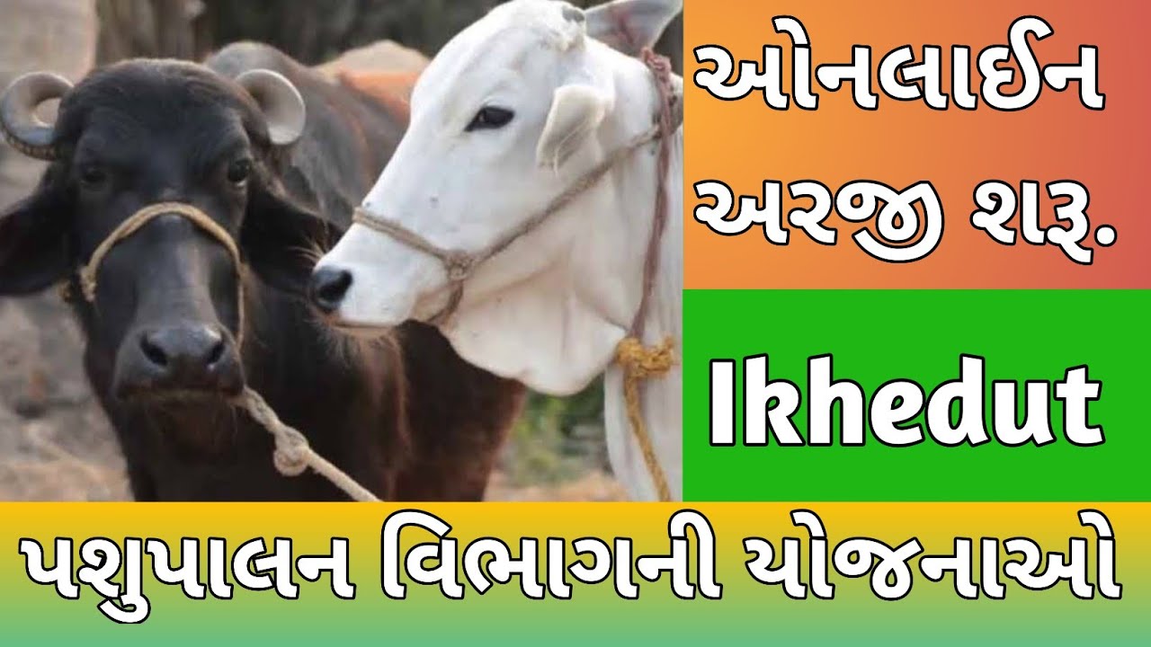 પશુપાલન વિભાગની યોજનાઓ/ Pashupalan Yojana 2023/ Pashupalan Loan Yojana ...