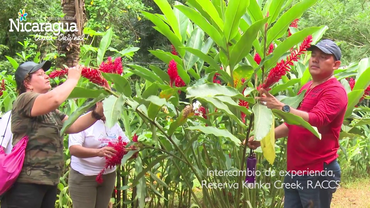 Intercambio de experiencia, Reserva Kahka Creek, RACCS - YouTube