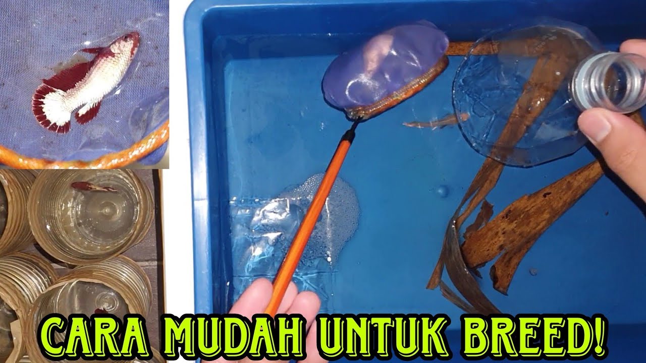 BREEDING INDUK "SPECIAL" PART 3- PROSES MENGAWAN IKAN LAGA BERMULA ...