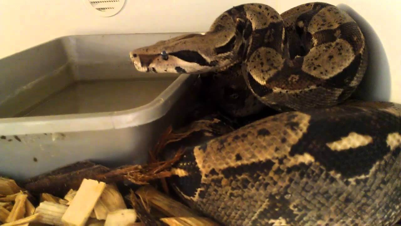 Saving A Snakes Life - Rescue Mission - YouTube