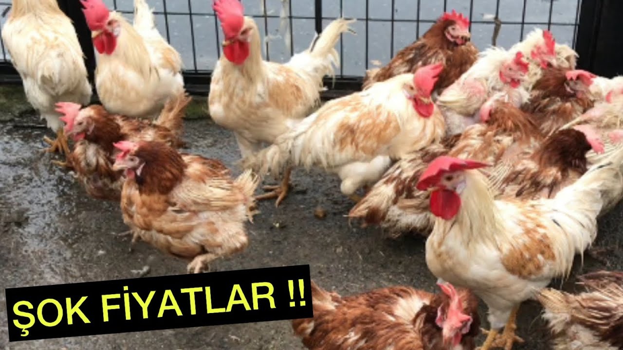 Tavuk Pazarı - YouTube