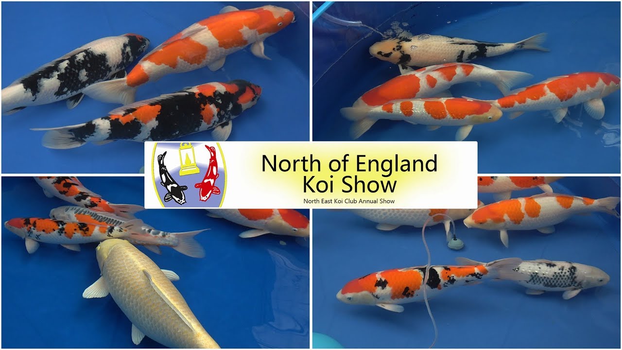A selection of Koi from the 2019 North of England Koi Show - YouTube