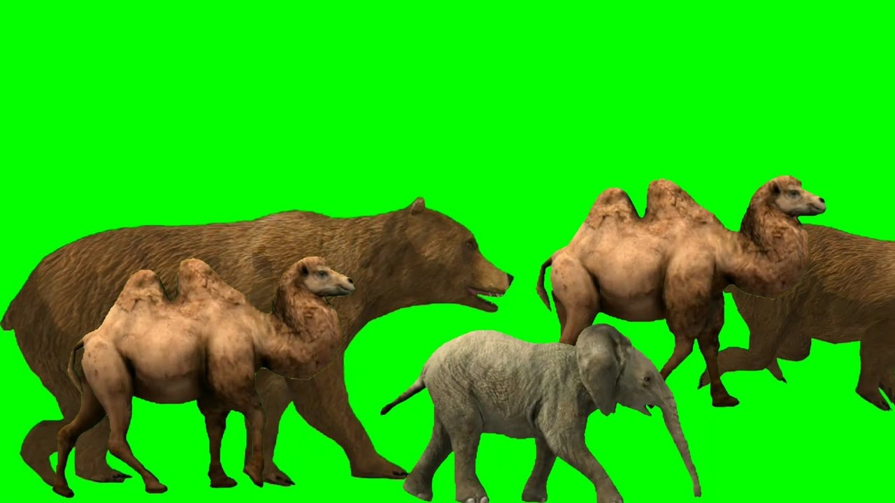 animal stampede snow | animal zoo escape green screen - YouTube