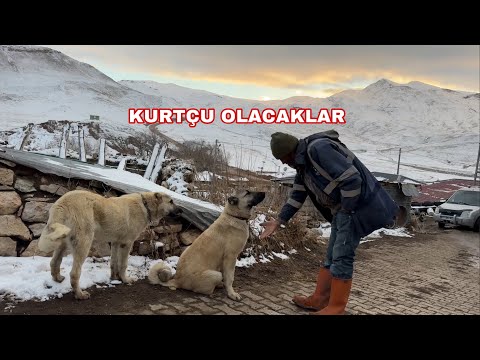 KASAP VE FAÇA DAVARDA MUHTEŞEM KAR MANZARASINDA KOYUNLARI OTARIYORUZ