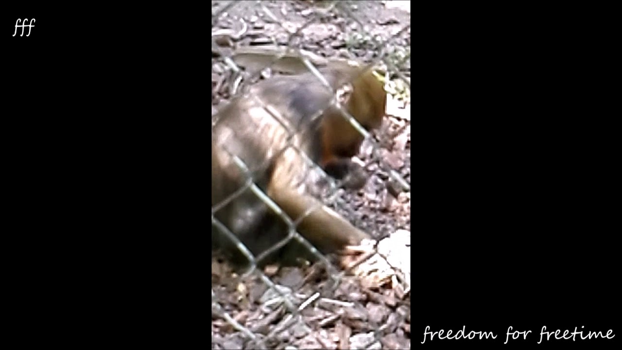 Mandrillen graben - Dig Mandrills - YouTube