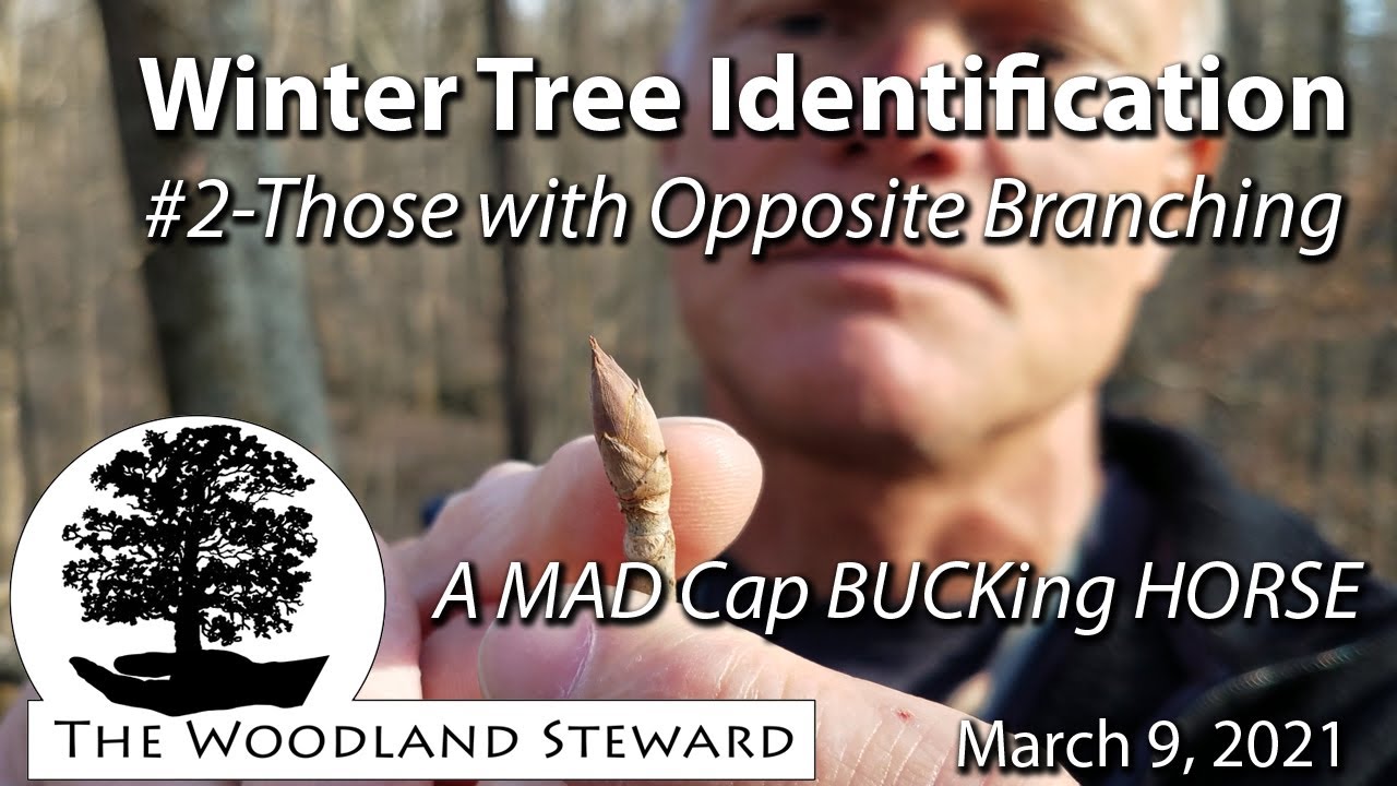 Winter Tree Identification #2 – Those with Opposite Branching - YouTube